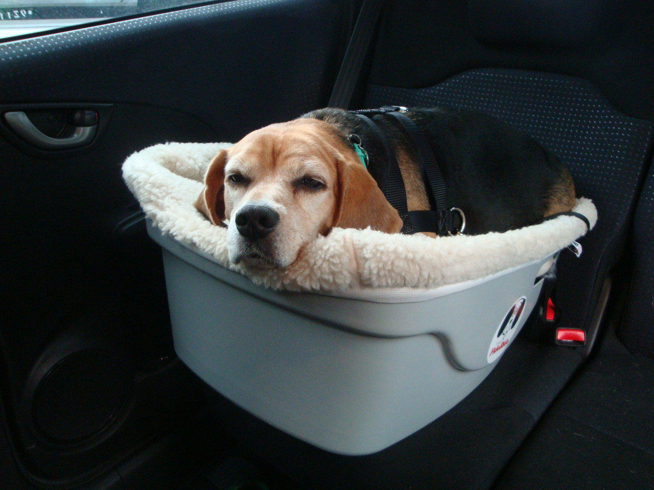 Fido Rido Accessories – https://www.fidopetproducts.com